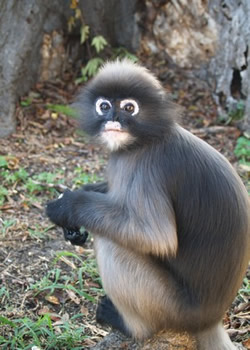 PRAY:สวดพระพุทธคุณ